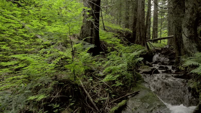 Under the Canopy // Logan Ervin - Schilly - Mountain Biking Videos ...