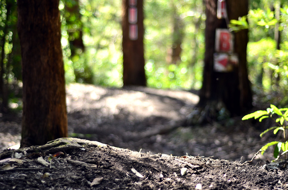 Log drop entry - smalltownevo - Mountain Biking Pictures - Vital MTB