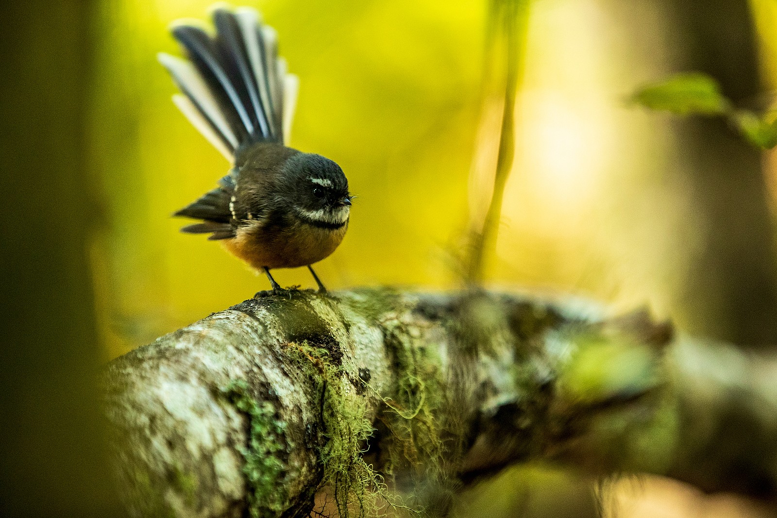 Piwakawaka - Mammoth Enduro, Nelson, New Zealand - Race Report ...