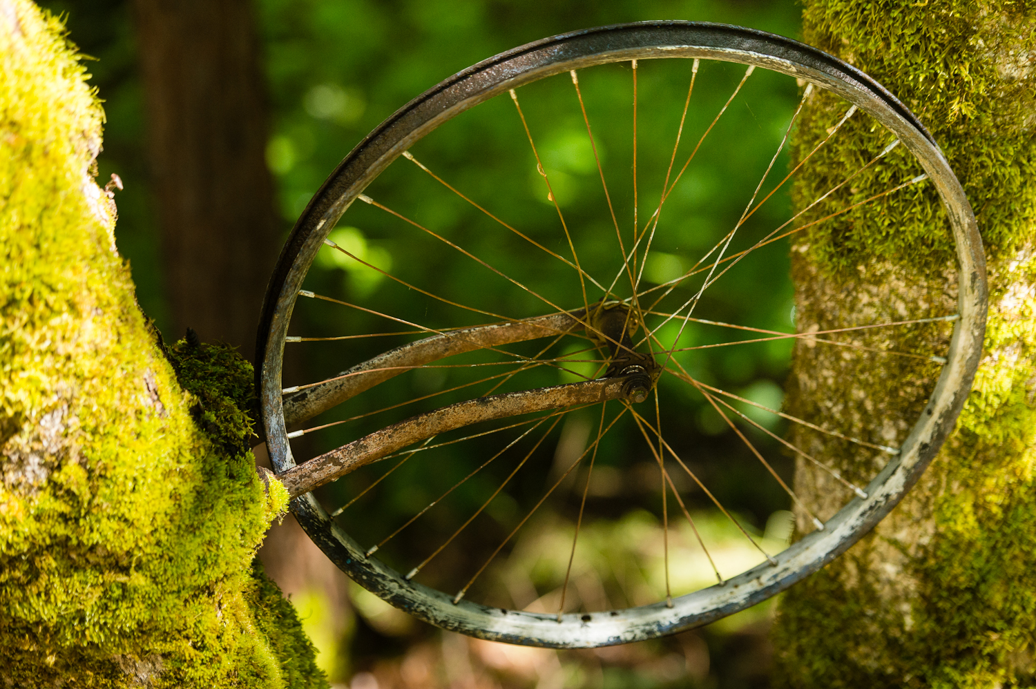Bike History in the Ashland Trees - 2012 Ashland Mountain Challenge ...