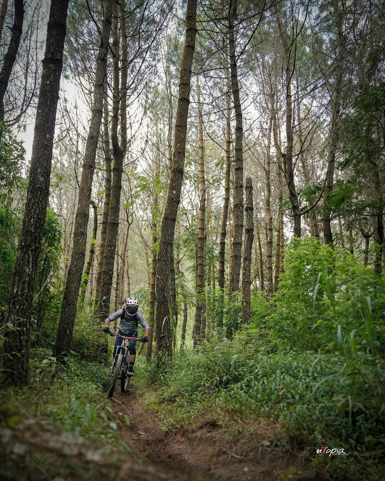 Pine trees and a rider - utopiaarch - Mountain Biking Pictures - Vital MTB