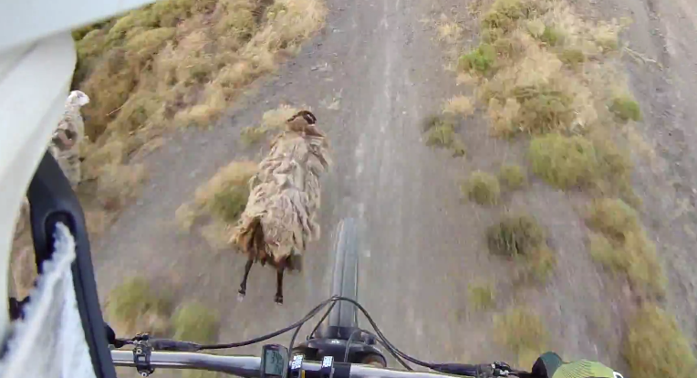 Rasta Sheep Road Gap - 970biking - Mountain Biking Videos - Vital MTB