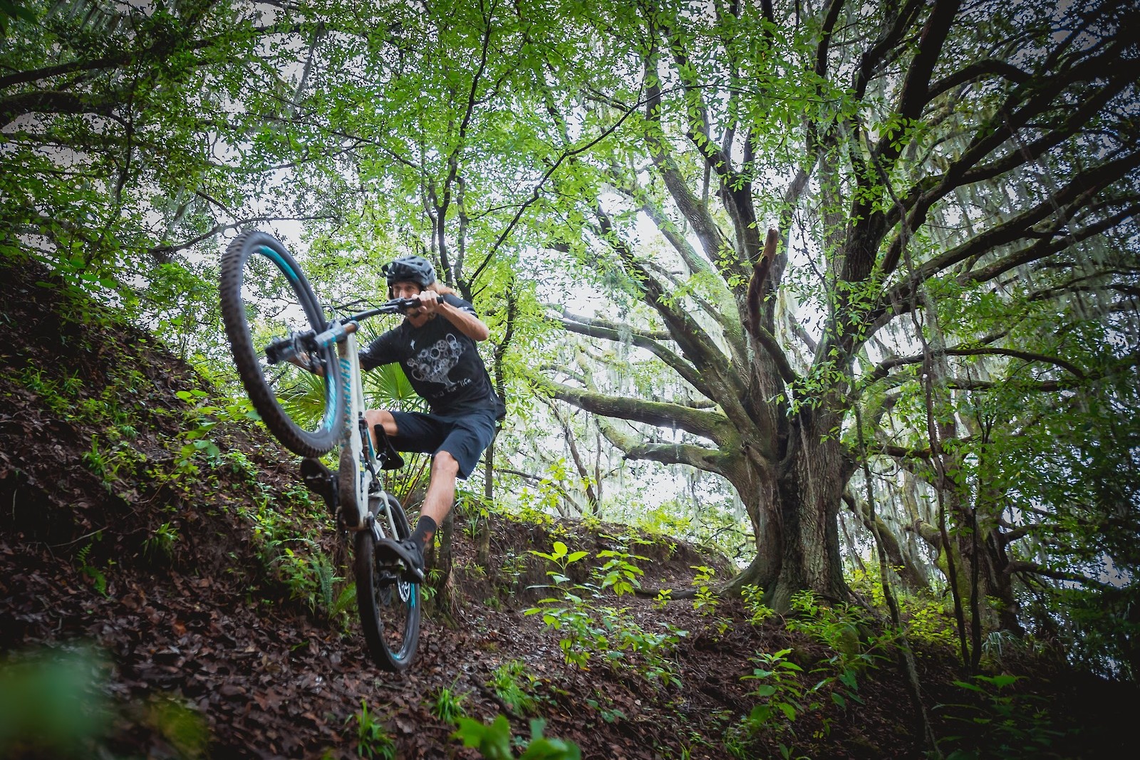 Tree of Life - mtbryan - Mountain Biking Pictures - Vital MTB