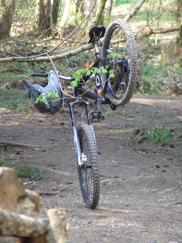 tree bike rack - thedbc - Mountain Biking Pictures - Vital MTB