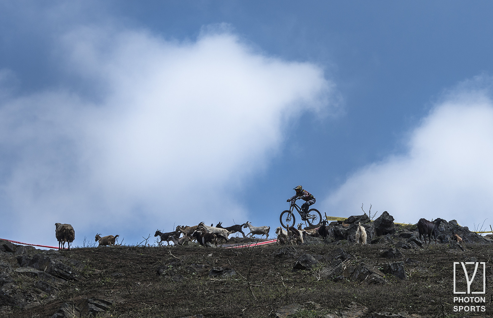 mountain goats - racing goats - SebastianRGonzalez - Mountain Biking ...