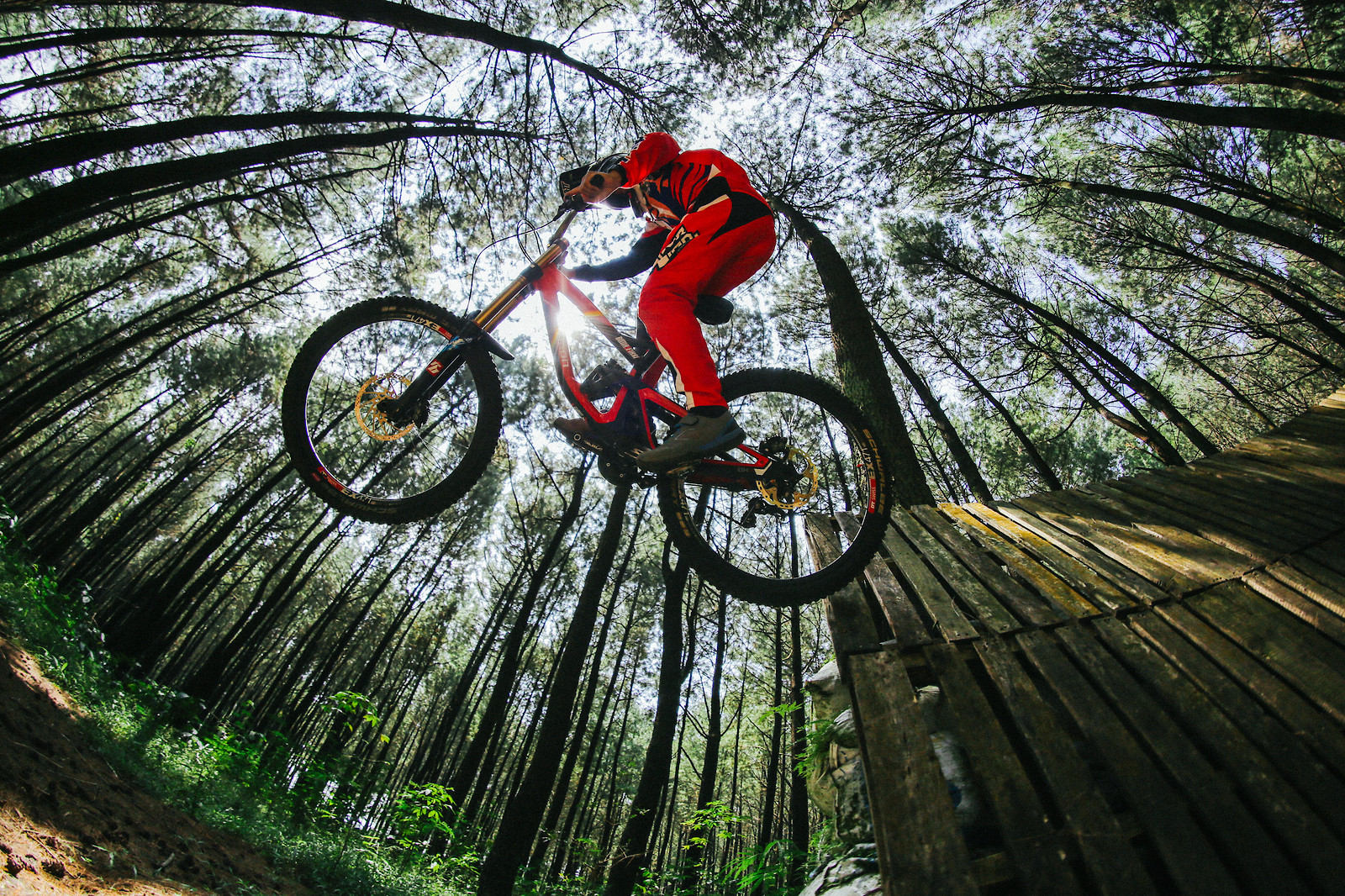 circle of trees wall - adrianCphoto - Mountain Biking Pictures - Vital MTB