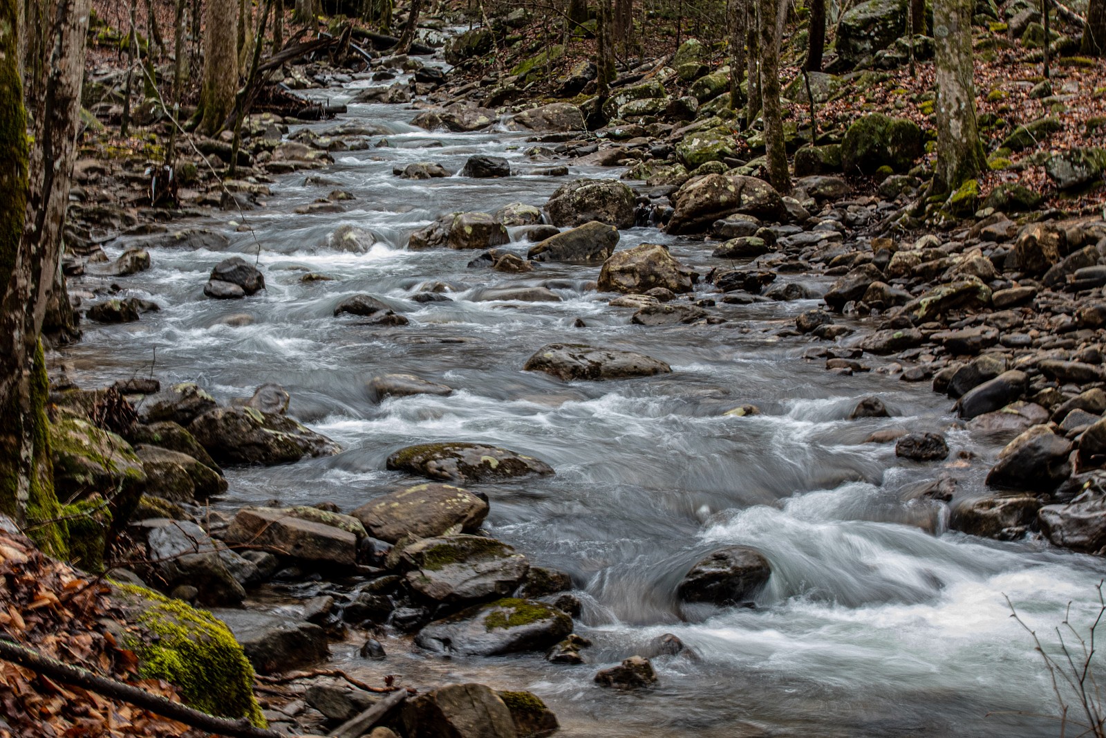 Backwoods TN - JackRice - Mountain Biking Pictures - Vital MTB