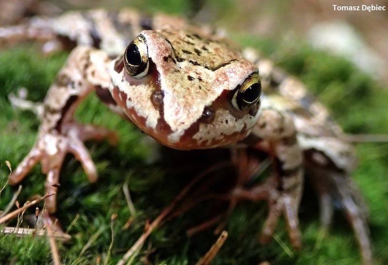 zaba - Piotr_Szwed Szwedowski - Mountain Biking Pictures - Vital MTB