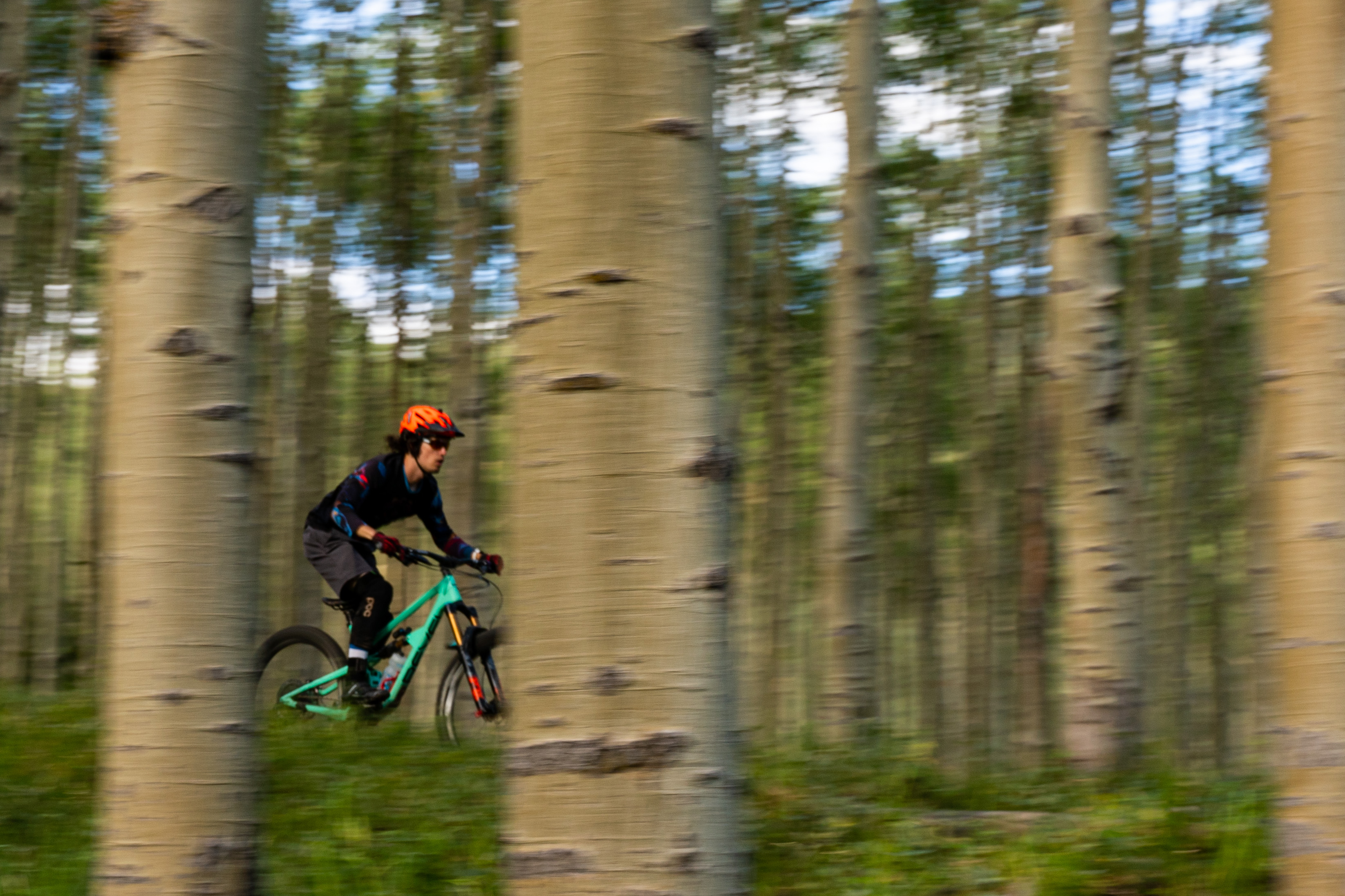 In the Trees - legpwr - Mountain Biking Pictures - Vital MTB