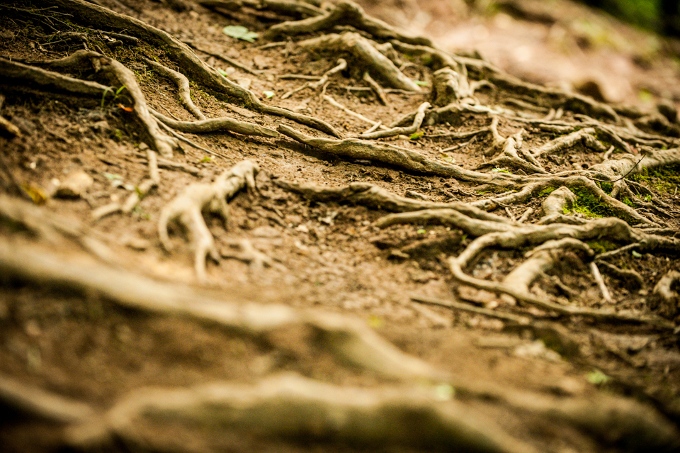 Roots, roots, and, roots. - Snowshoe Pro GRT - Mountain Biking Pictures ...