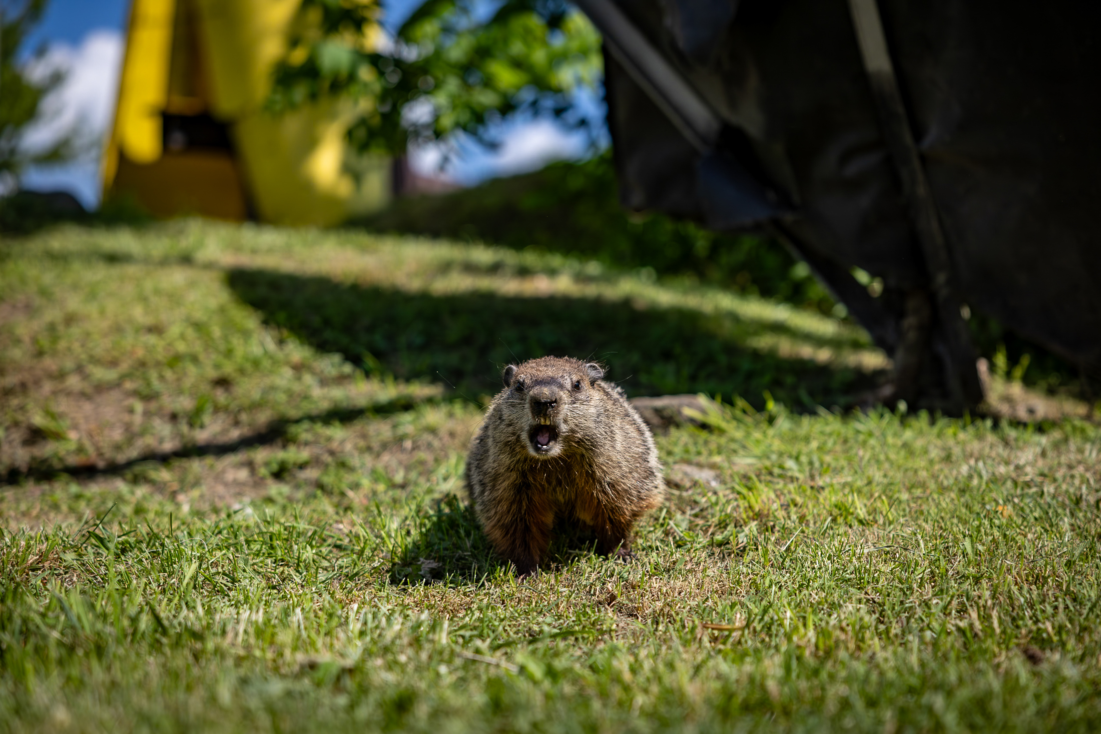 Creek Mascot. Chuck being Chuck - Photo Blast - Monster Pro Downhill ...