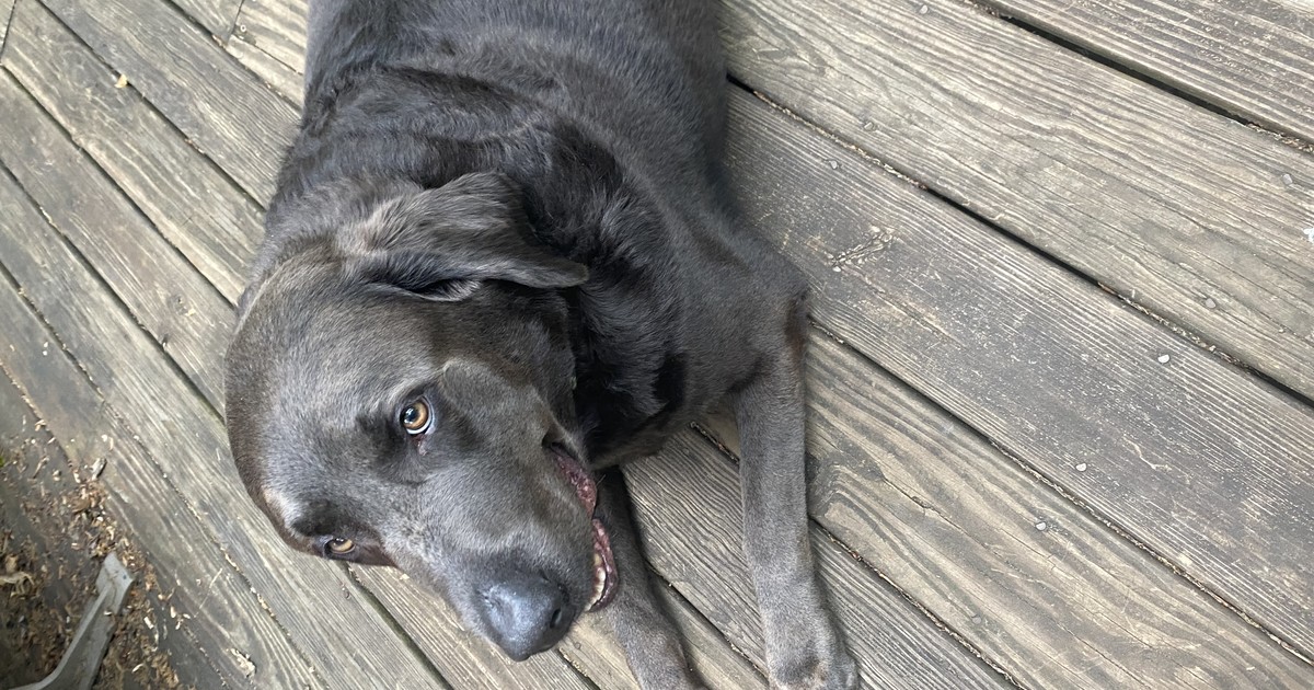 Float RP23 boostvalve shim stacks - The Hub - Mountain Biking Forums ...